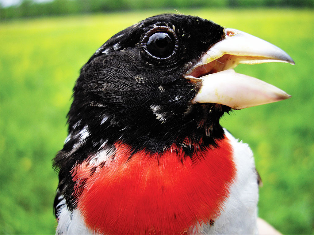 The Feather Report - Black & White and Red All Over - The Turtle Island ...