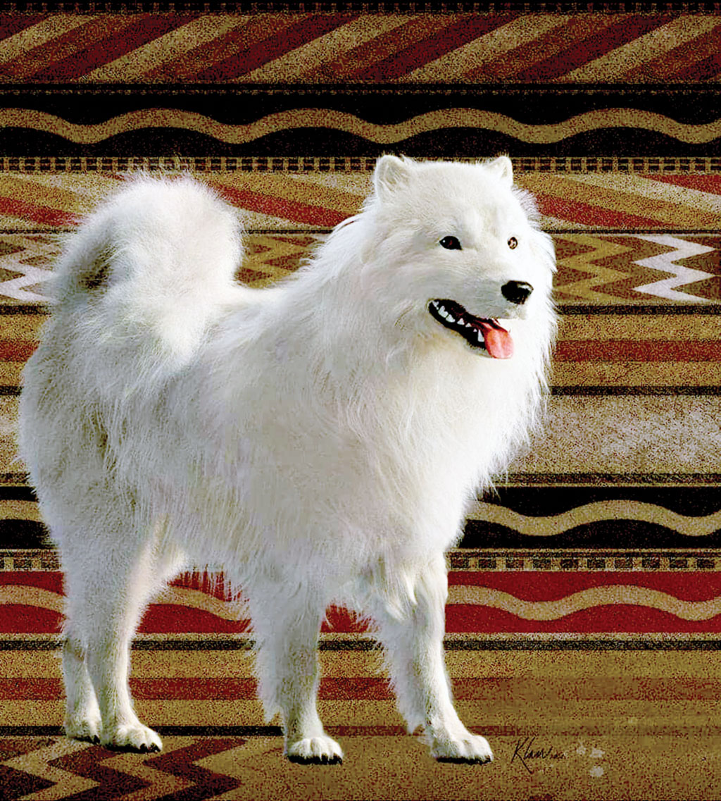 Long after the woolly dog’s extinction, Coast Salish kin carry on the ...